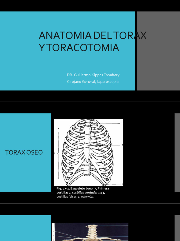 Anatomia Del Torax y Toracotomia | PDF | Tórax | Anatomía