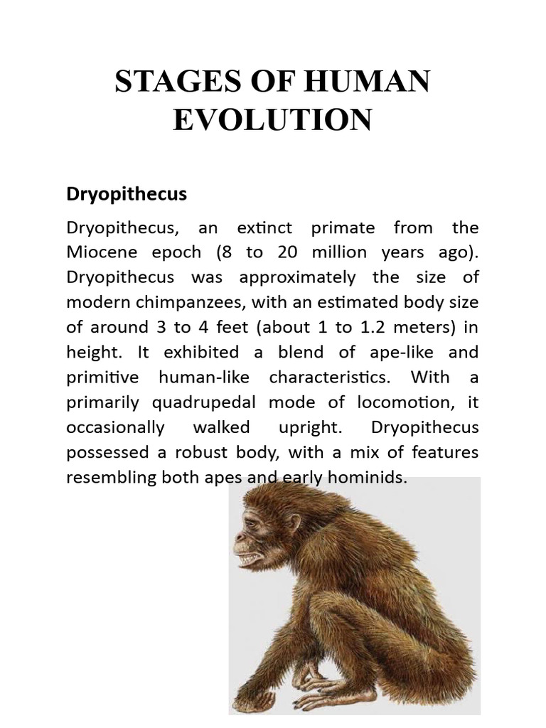 Diorama | PDF | Homo | Human Evolution