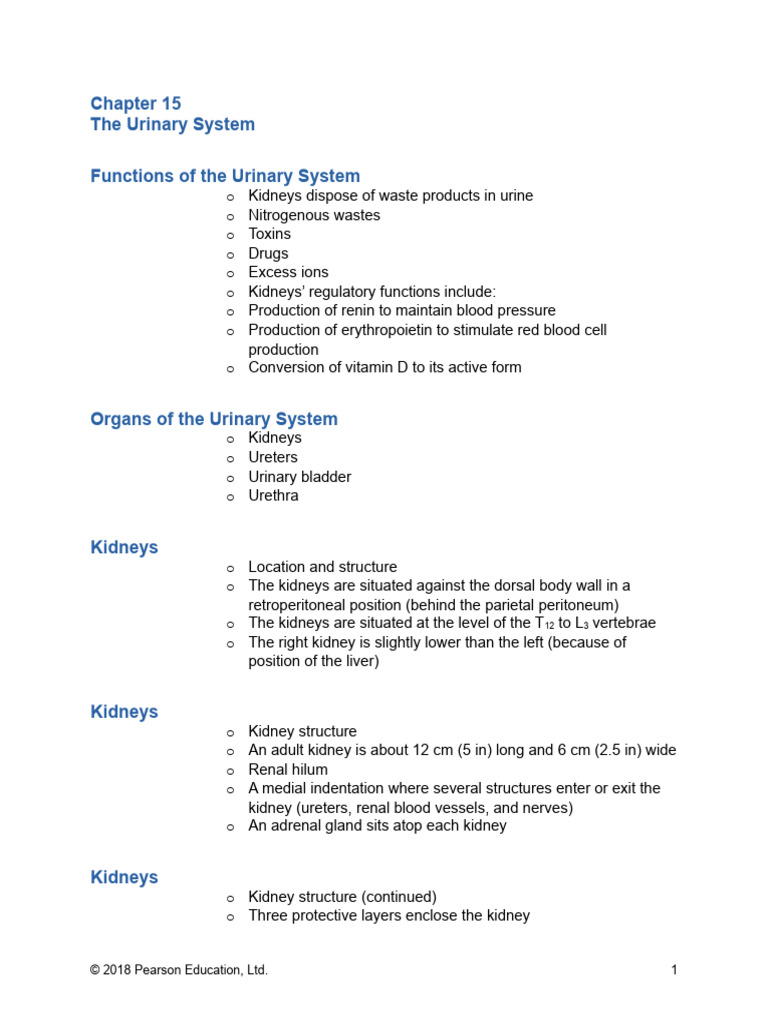 Overview of the Urinary System | PDF | Kidney | Medical Specialties