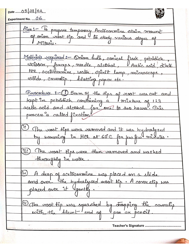 Onion Mitosis Activity | PDF