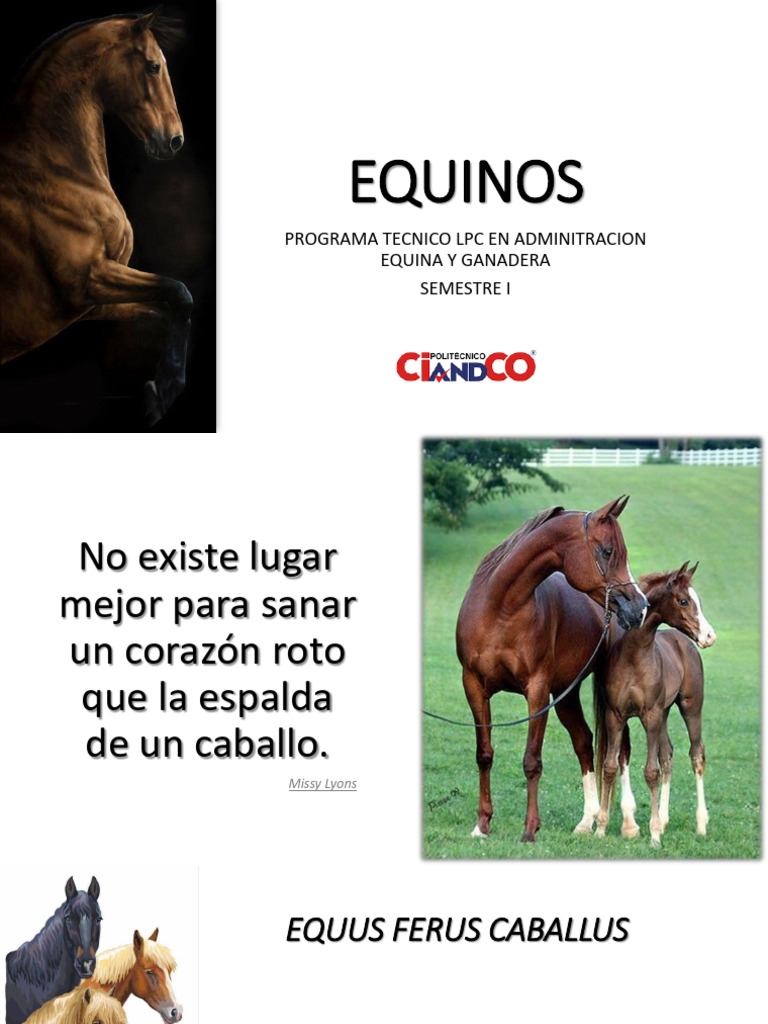 EQUINOS | PDF | Caballos | Équidos