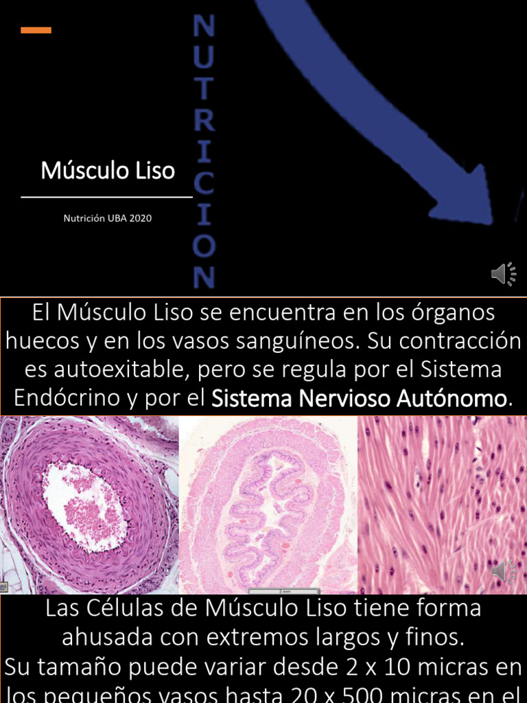Músculo Liso PDF | Descargar gratis PDF | Músculo esquelético ...