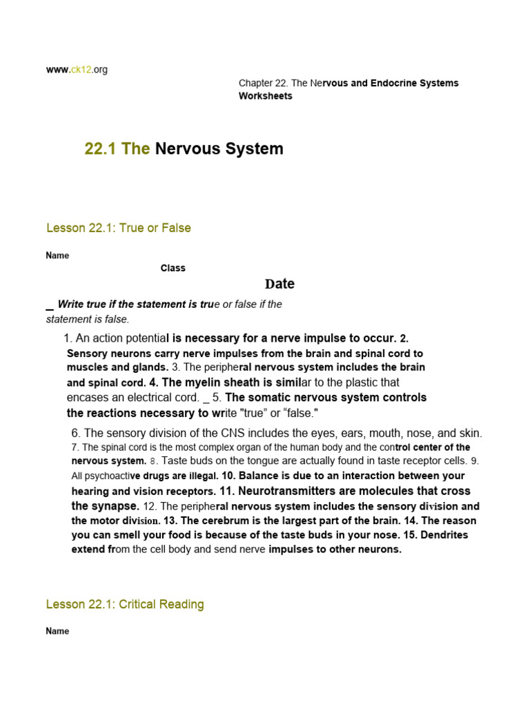 Nervous System Worksheet | PDF | Neuron | Nervous System