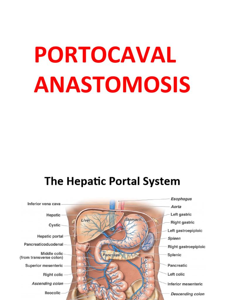 Portocaval Anastomosis | PDF | Gallbladder | Vein