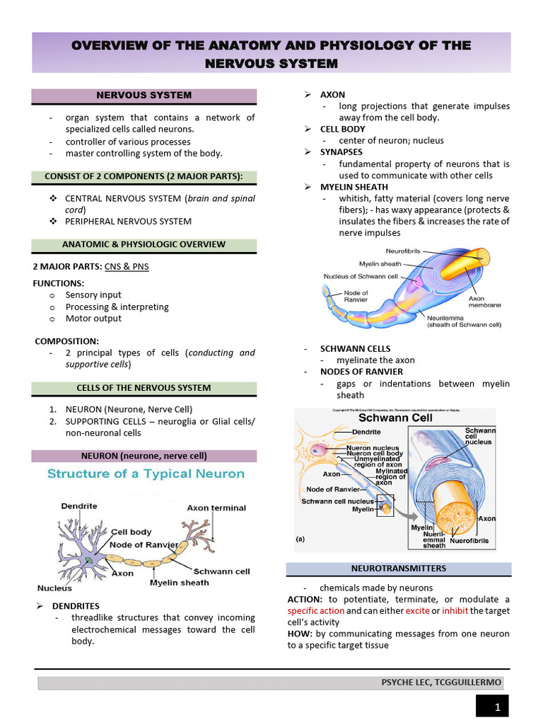 MS Lec Neuro | PDF | Neuron | Nervous System