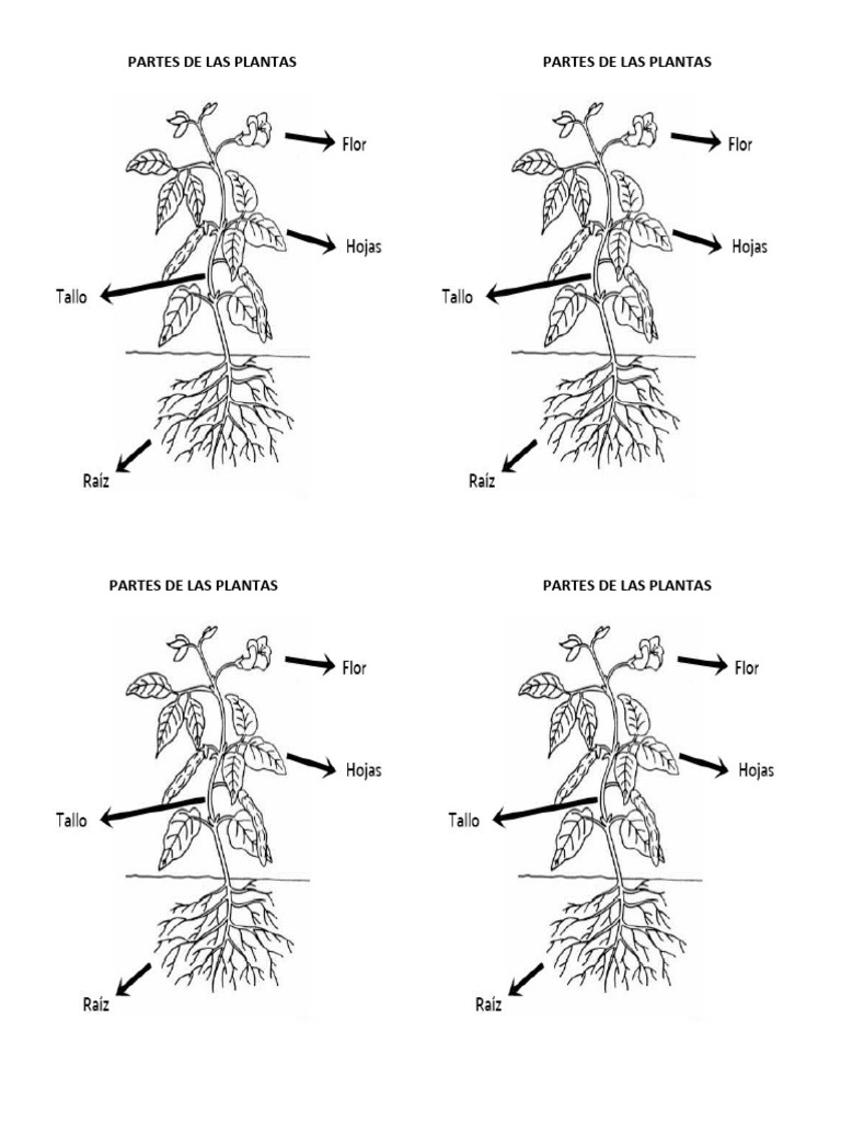 Partes de Las Plantas | PDF