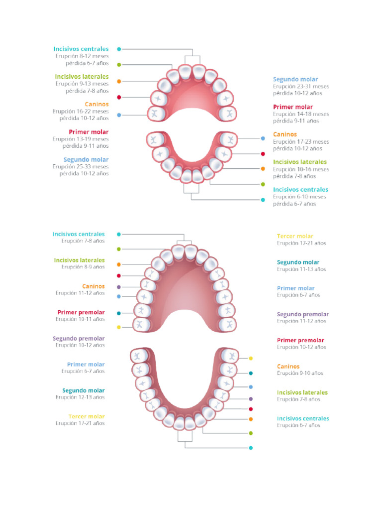 Denticiones | PDF