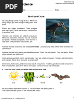 3rd Grade - Food Chain Worksheet | PDF
