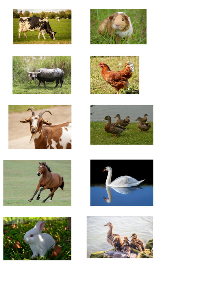 Hewan Ruminansia, Non Ruminansia, Dan Pseudoruminansia | PDF