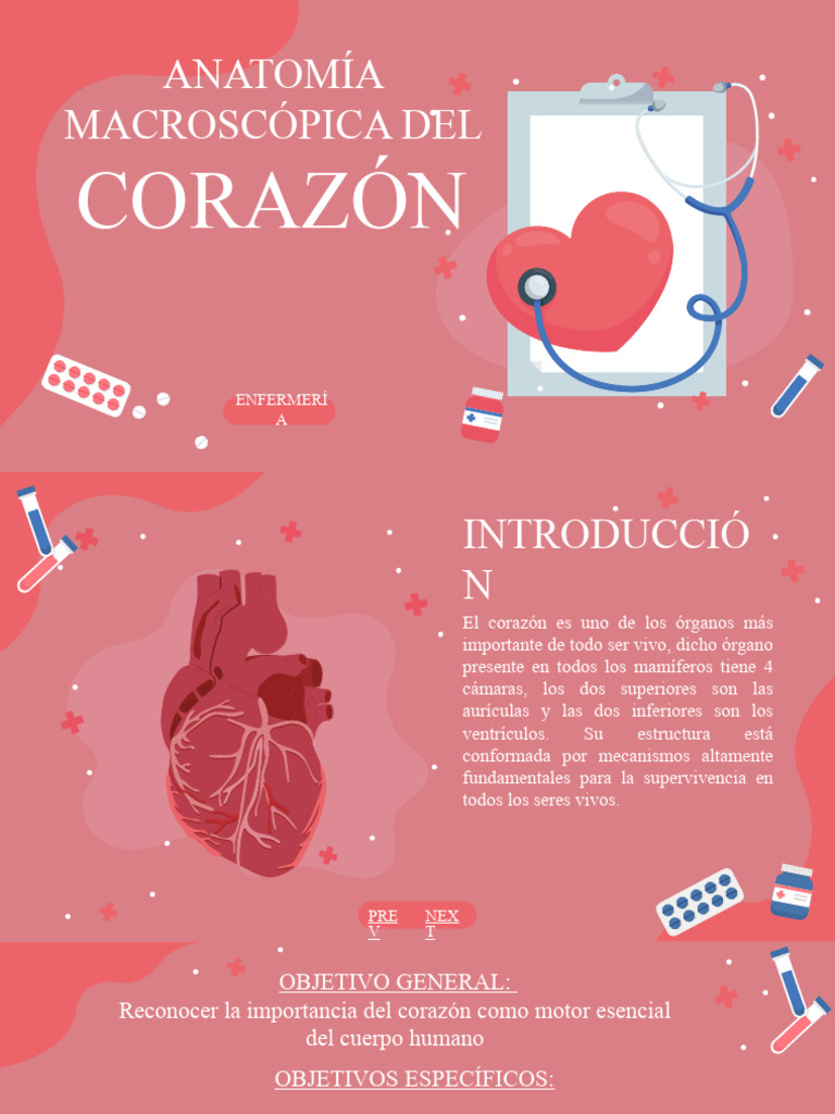 Anatomía Macroscópica Del Corazón | PDF | Corazón | Vena