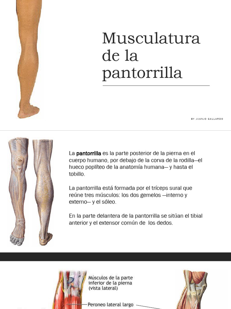Anatomía y músculos de la pantorrilla | PDF