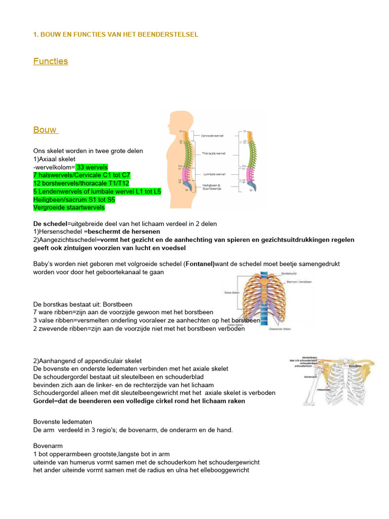 Anatomie | PDF