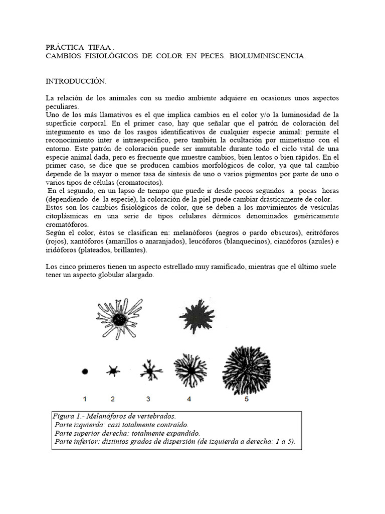 Práctica Cromatóforos Luminol 22 | PDF | Química