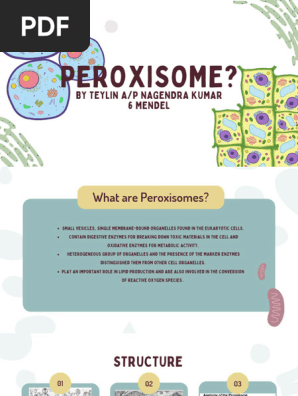 Peroxisomes Structure And Function Ppt