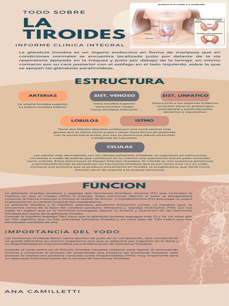 Tiroides Infografia | PDF | Tiroides | Hormona estimulante de la tiroides
