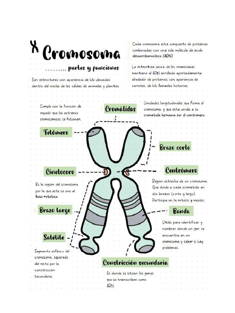 Cromosomas | PDF