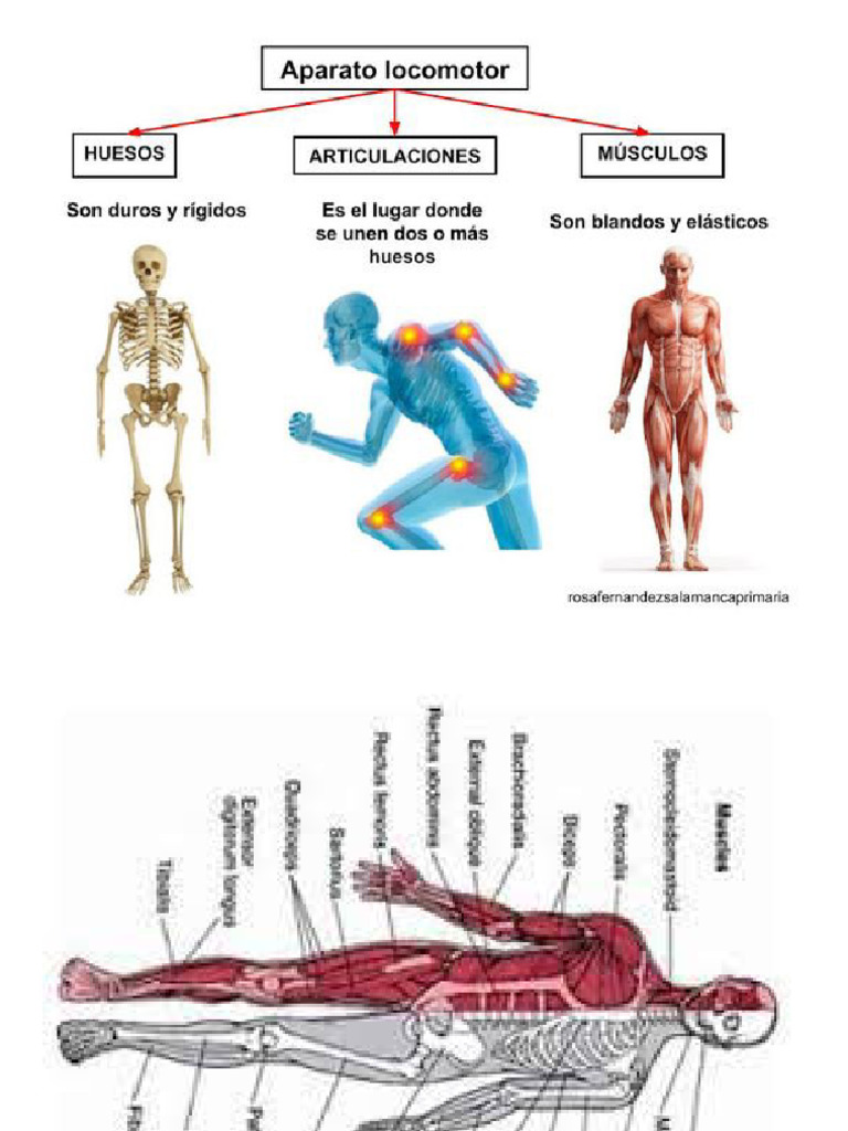 Sistema Locomotor | PDF