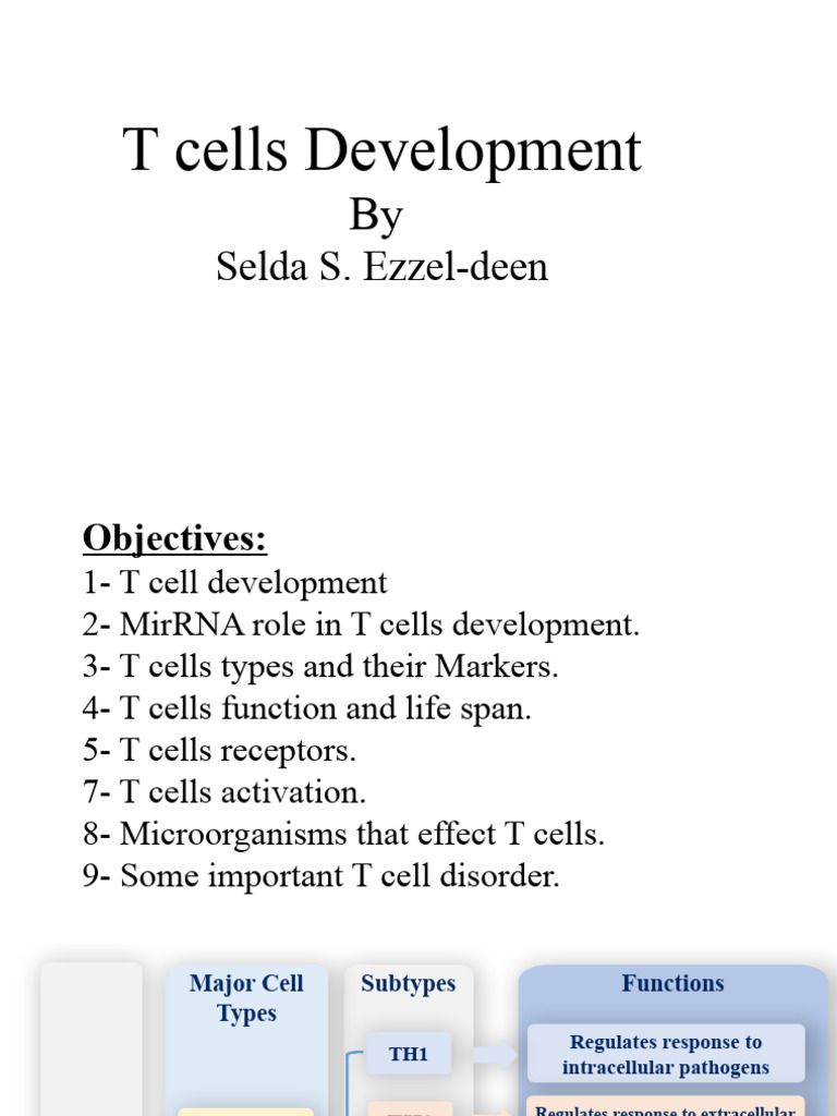 T Cells Development: Selda S. Ezzel-Deen | PDF | T Cell | T Helper Cell