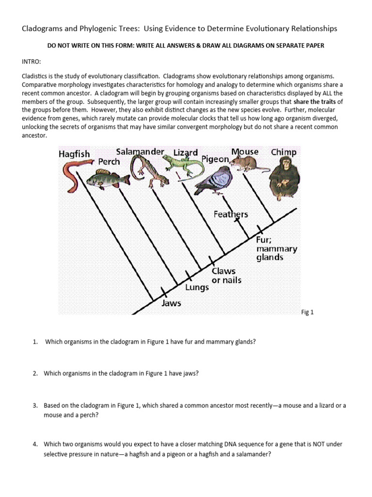 Cladograms and Phylogenic Trees | PDF | Organisms | Evolution