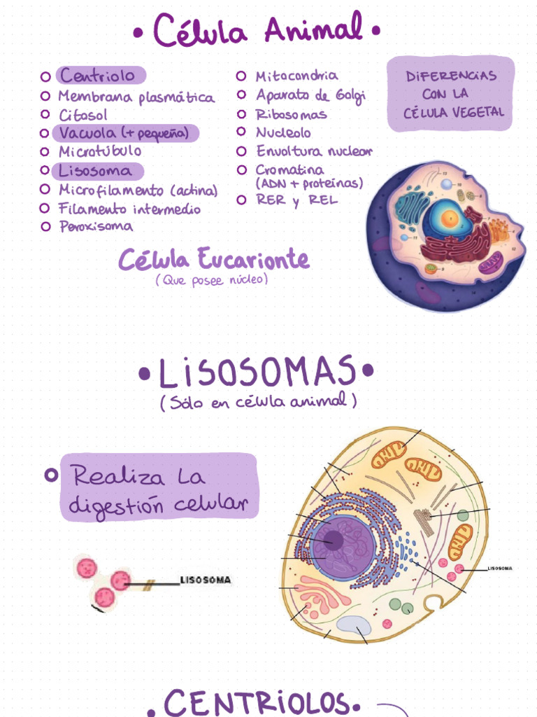 Flash Cards Célula | PDF