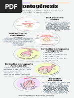 Canino Temporal Superior | PDF | Anatomia dental | Diente