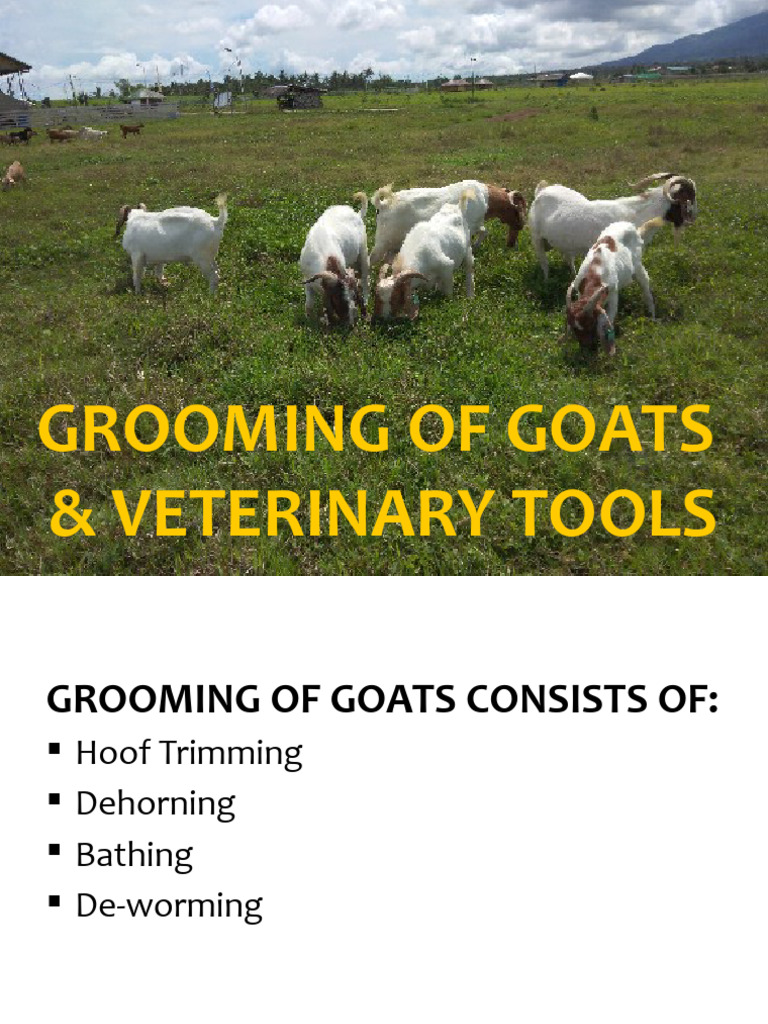 Grooming of Goats. | PDF | Personal Protective Equipment | Medical ...