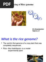 Rosie The Transgenic Cow | PDF