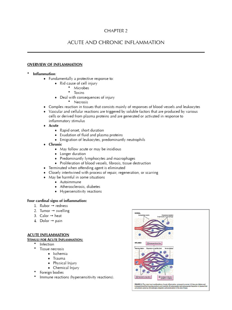 Chapter 2 - Acute and Chronic Inflammation | PDF | Inflammation ...