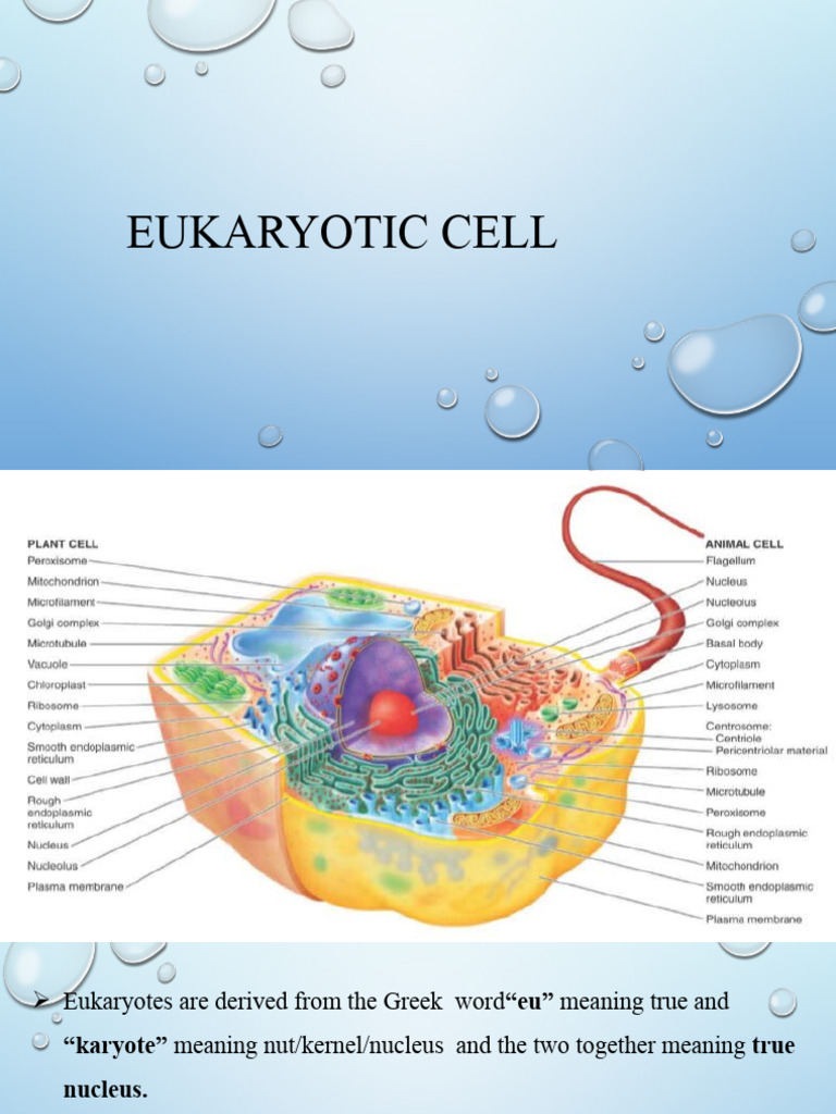 LECTURE 4 Eukaryotes | PDF | Cell (Biology) | Eukaryotes