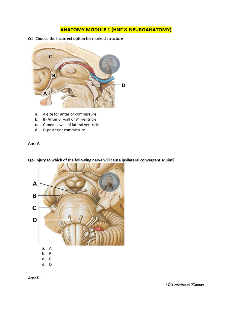 Anatomy Module 1 | PDF | Larynx | Common Carotid Artery