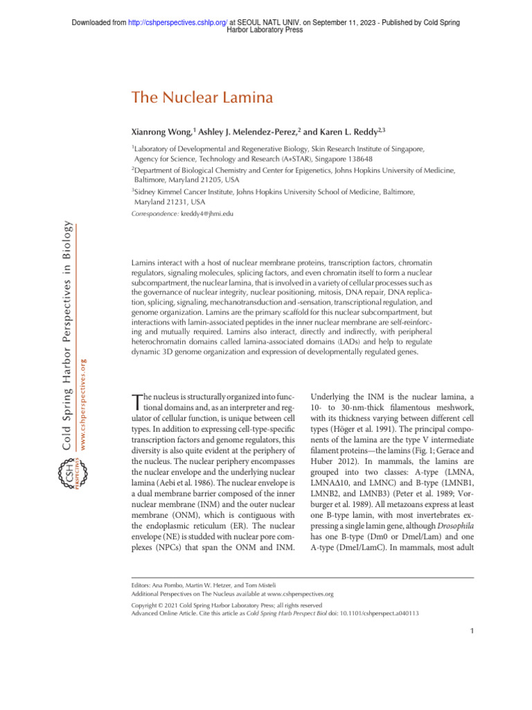 The Nuclear Lamina | PDF | Cell Nucleus | Chromatin