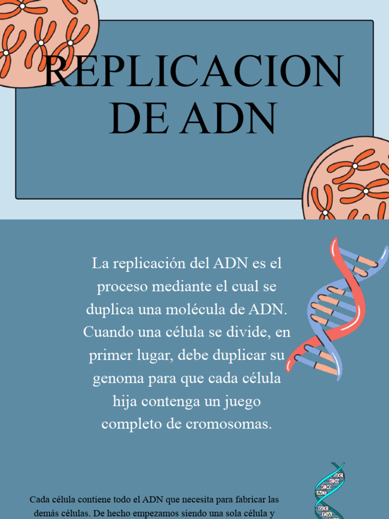Replicacion de Adn | PDF | Adn | Replicación De Adn