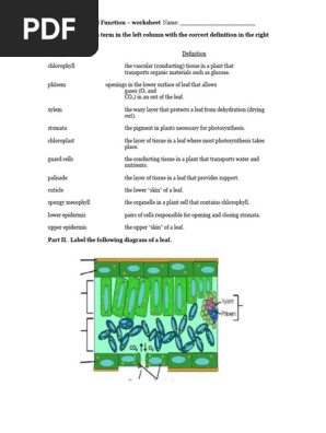 Leaf Anatomy Worksheet