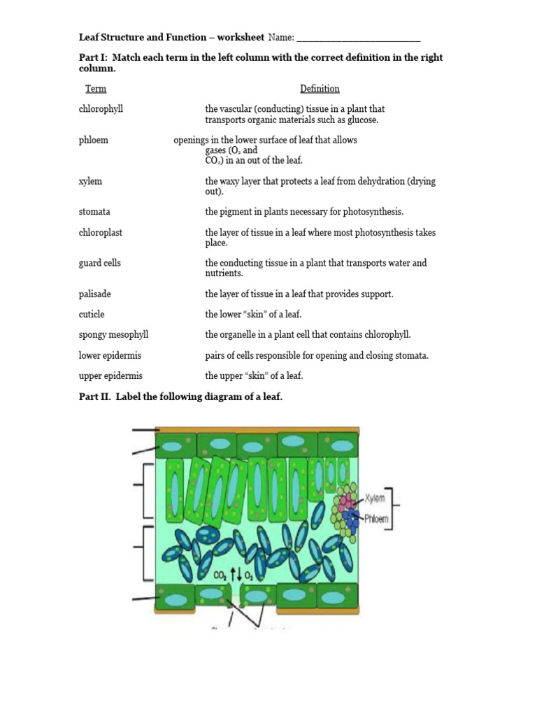 Leaf Structure and Function Worksheet 2 | PDF