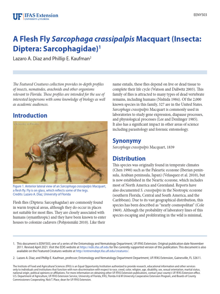 A Flesh Fly Sarcophaga Crassipalpis Macquart | PDF | Pupa | Fly
