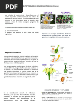 Plantas Autogamas y Alogamas | PDF | Botánica | Reproducción