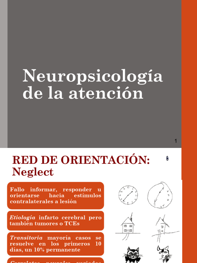 Tema 4 Neuropsicología de la Atencion Red de orientacion | PDF | Cebado (psicología) | Ciencias ...