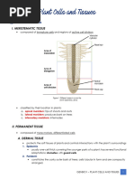 Tissues Class 9 Notes | PDF | Epithelium | Tissue (Biology)