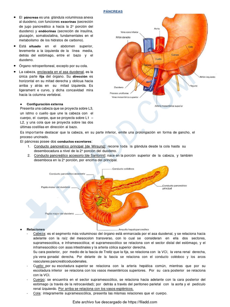 Pancreas | PDF | Páncreas | Órgano (anatomía)