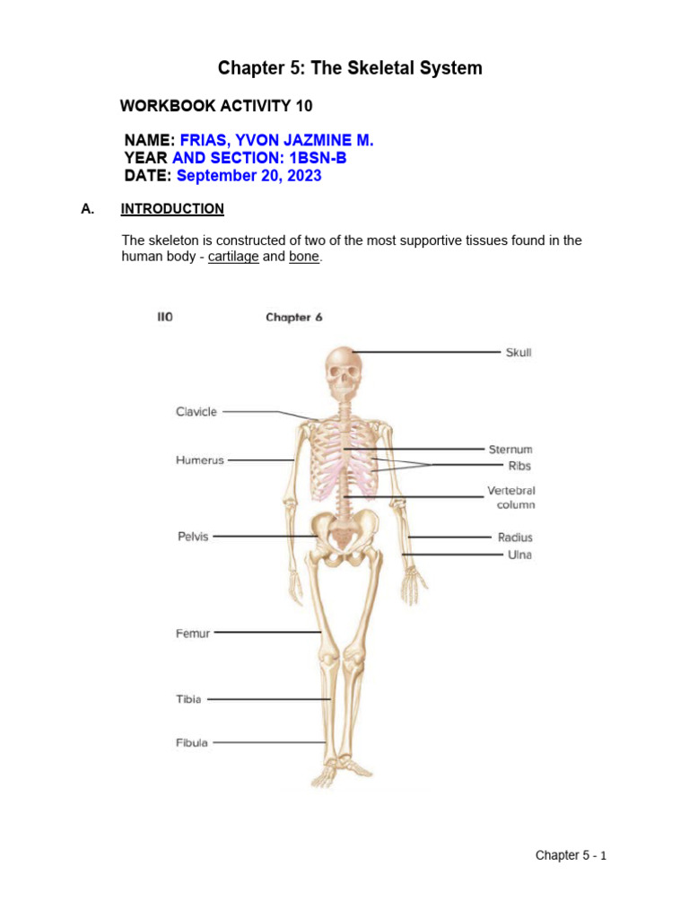 Overview of the Skeletal System | PDF | Vertebra | Vertebral Column