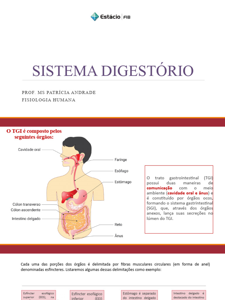 AULA 12 SISTEMA DIGESTÓRICO | PDF | Intestino delgado | Digestão