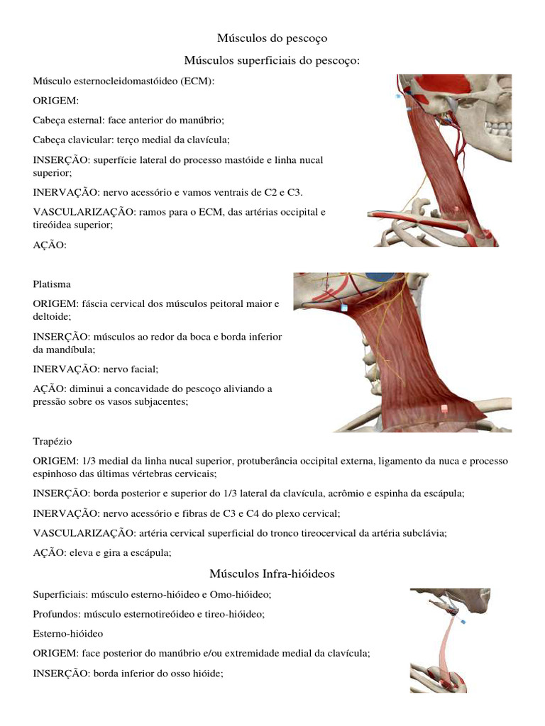 Músculos Do Pescoço | PDF