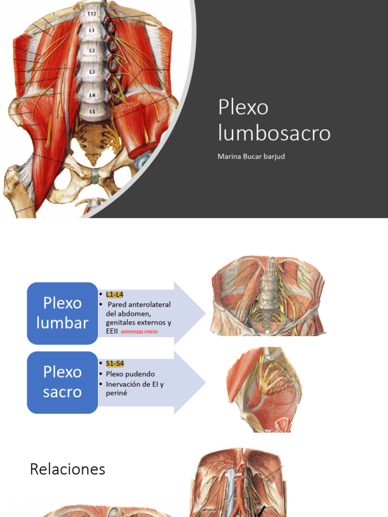 Plexo Lumbosacro | PDF | Anatomía del miembro inferior | Extremidades (anatomía)
