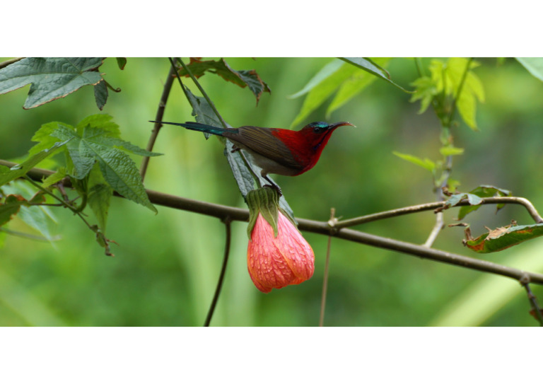 Crimson Sunbird | PDF