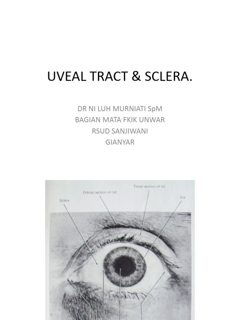 Uveal Tract & Sclera | PDF | Health Sciences | Immunology