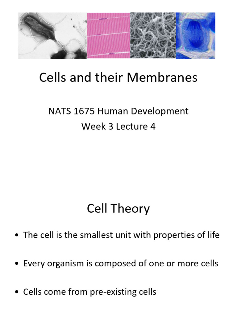 Cells and Membranes Slide | PDF | Cell Membrane | Endoplasmic Reticulum