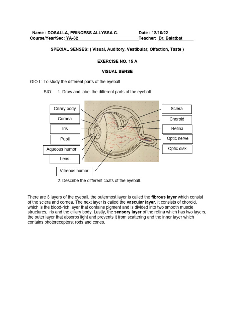 Lab Exercise - Special Senses | PDF | Ear | Hearing