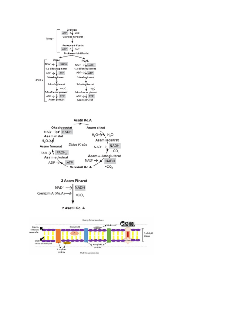 Mentahan Gambar CTTN - BIO | PDF