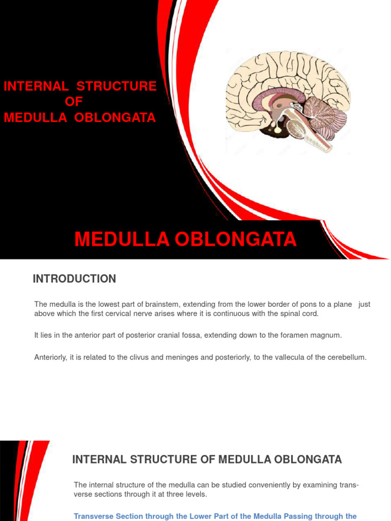 Medulla Oblongata | PDF | Human Head And Neck | Nervous System