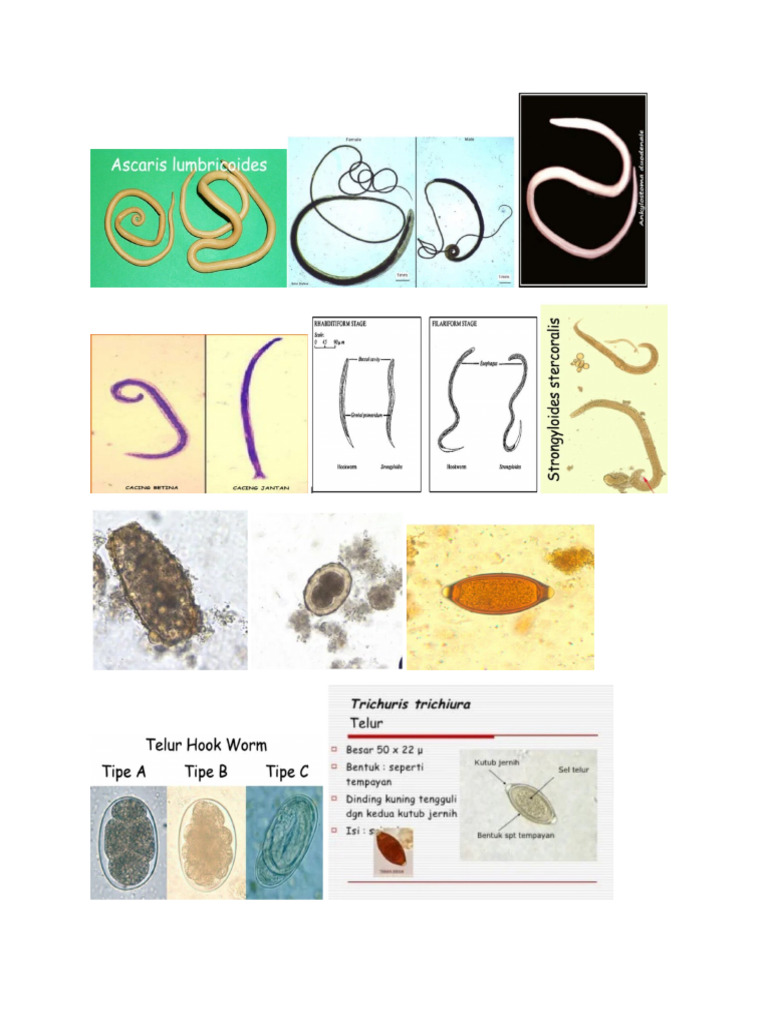 Gambar Parasitologi | PDF